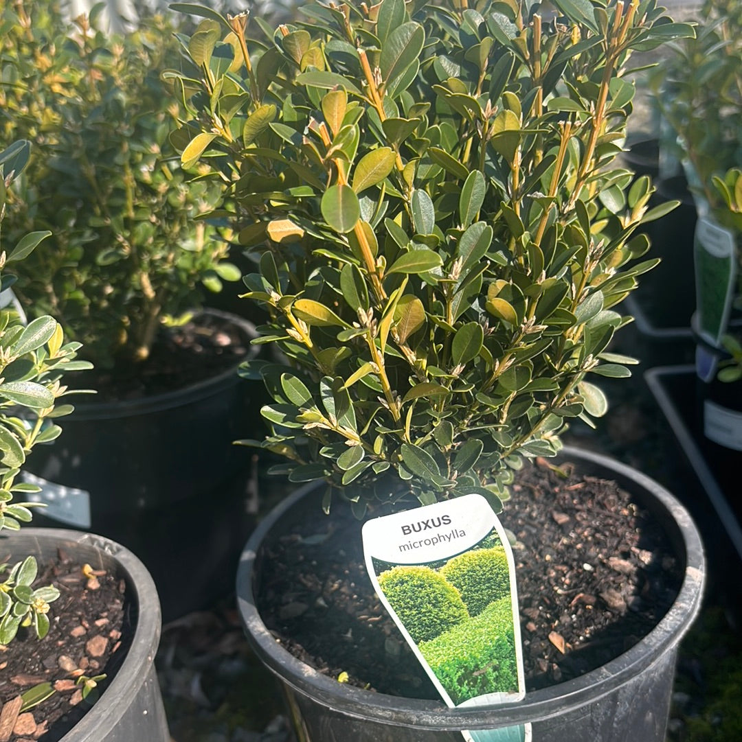 Buxus Microphylla – Millthorpe Garden Nursery