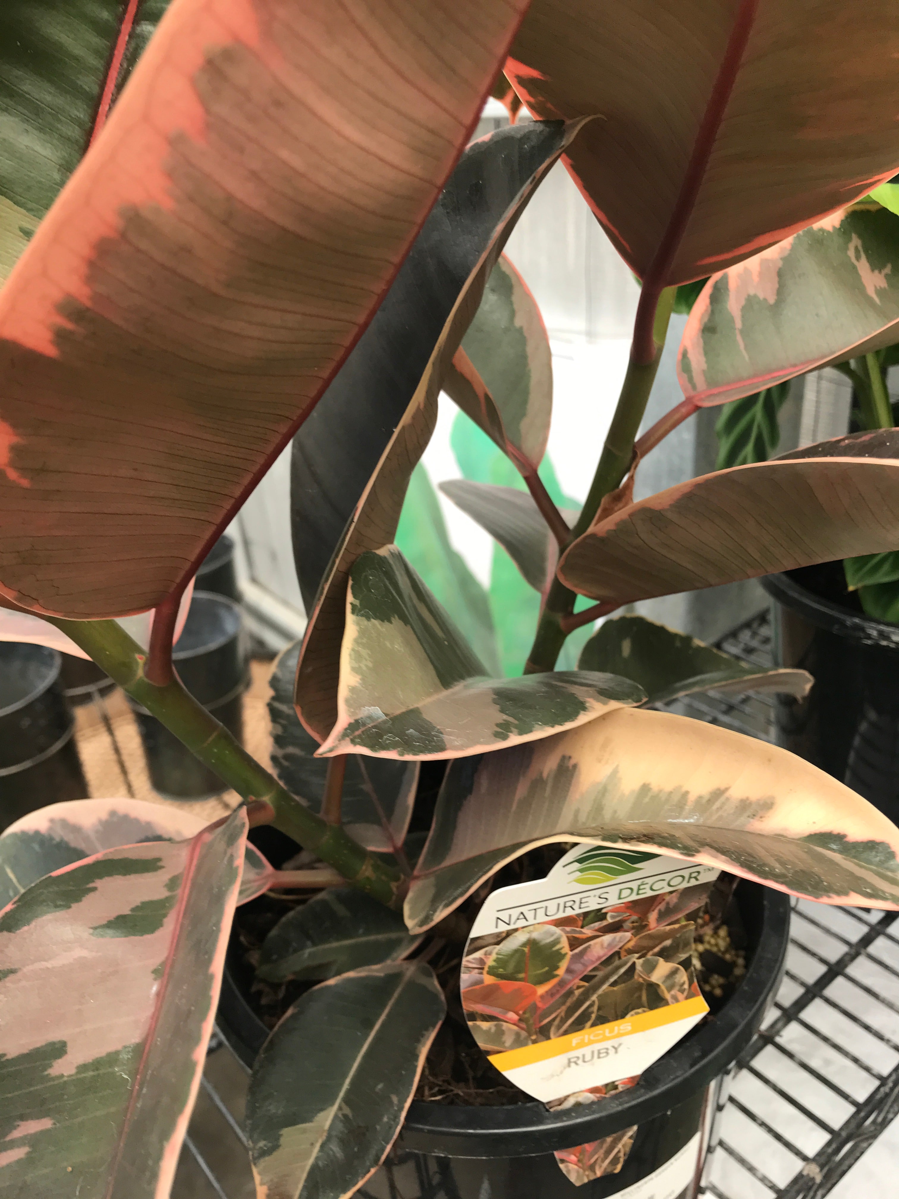 Ficus - Ruby – Millthorpe Garden Nursery